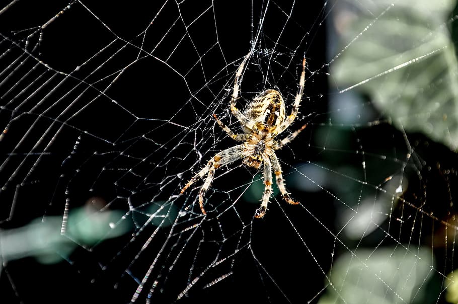 Spider Network Cobweb Close Nature Arachnid Strained Networks